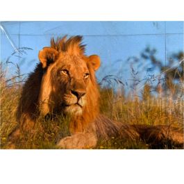 LION Backdrop Hire 2.4mW x 2.3mH Melbourne